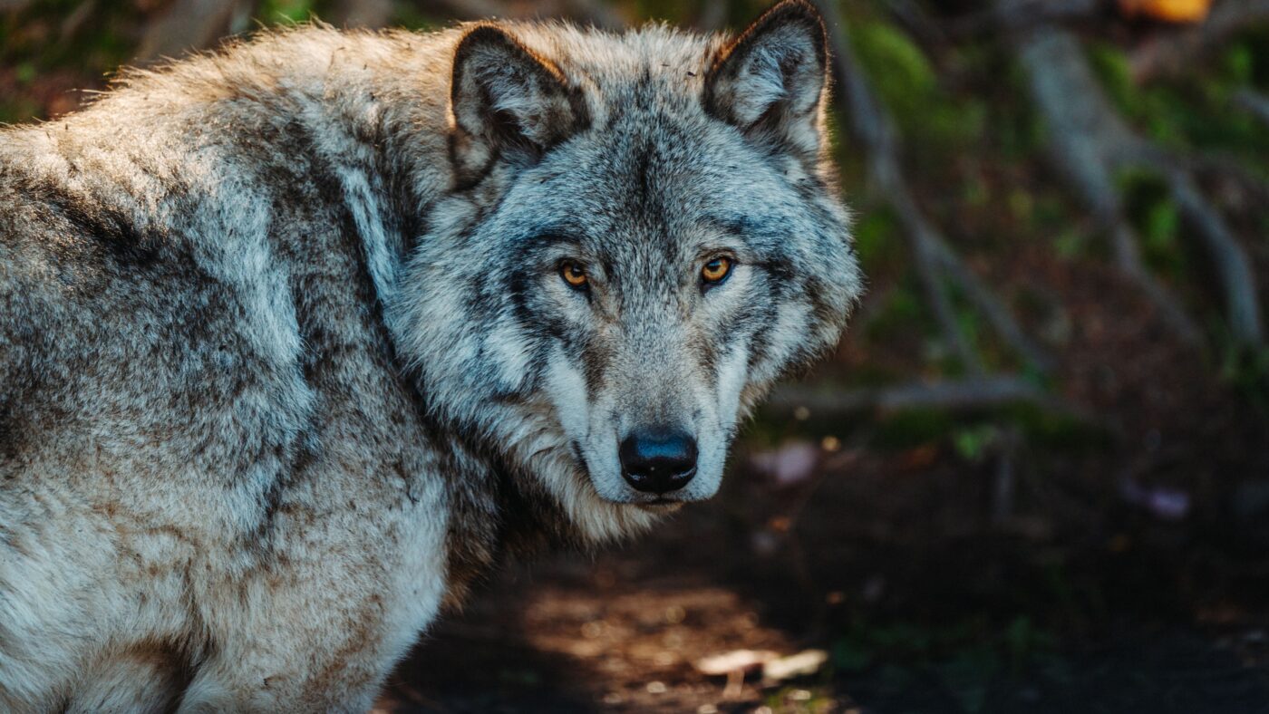 Wolf kommt ins Jagdrecht: Brandenburg ändert Regeln - Radio Cottbus
