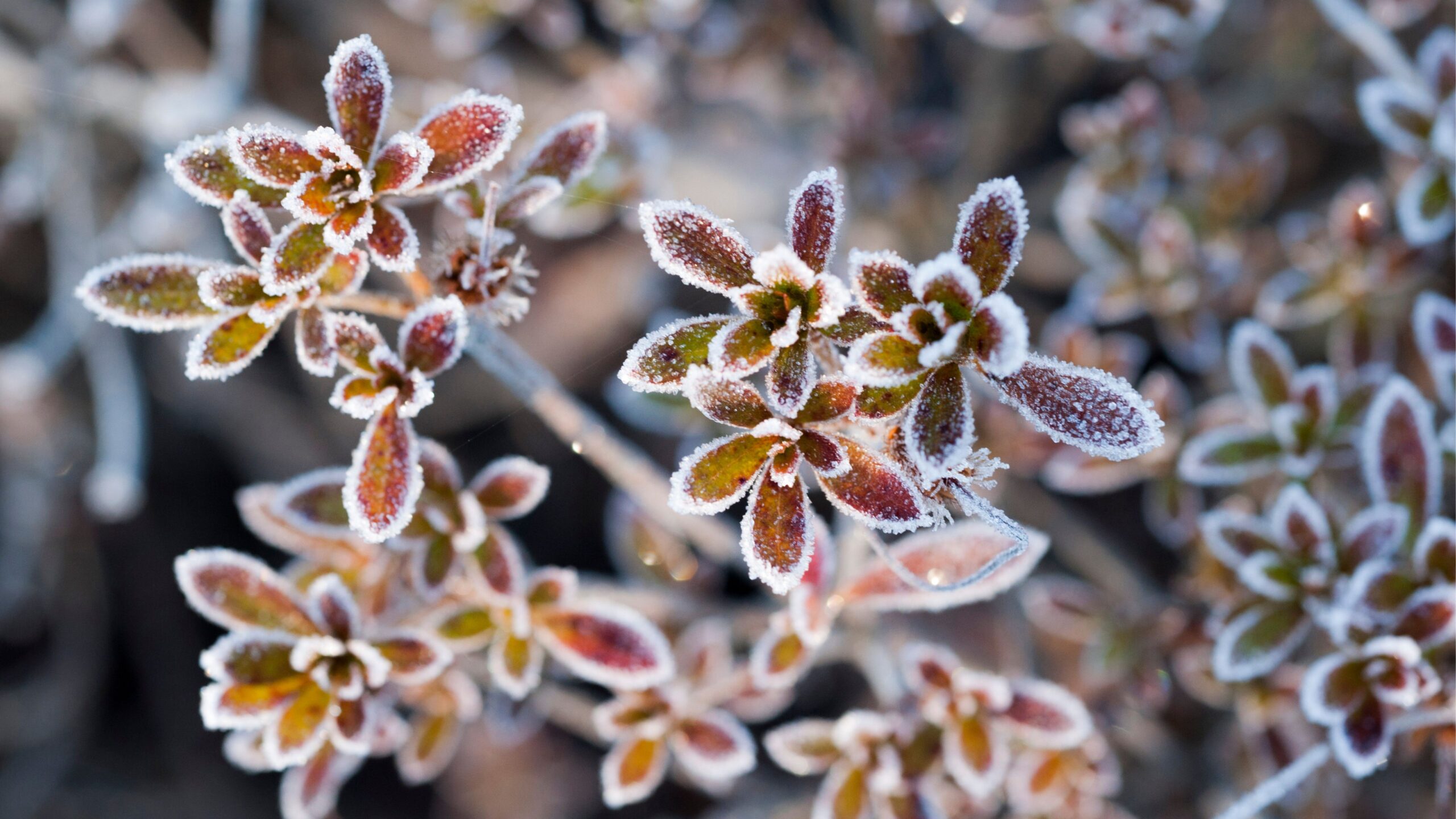 Lausitz Live – Der Tag im Ticker – Donnerstag, 4. Dezember 2025 - Radio ...